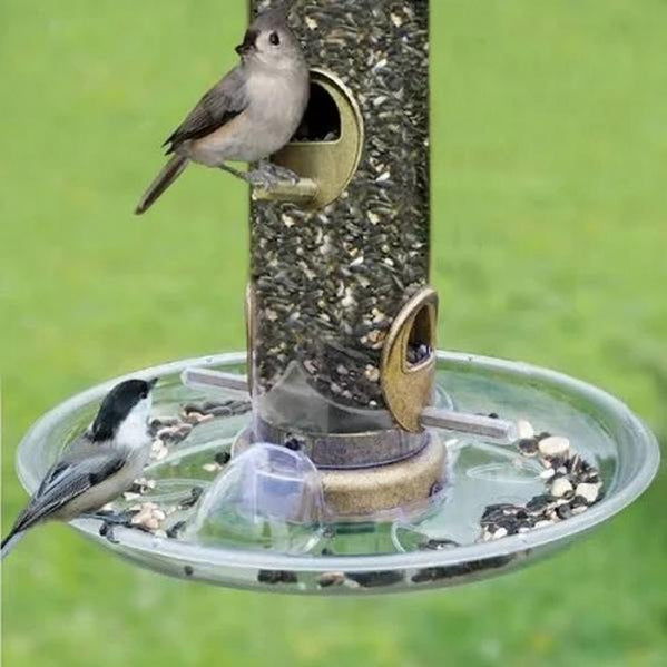 New Arrivals — For The Wild Birds